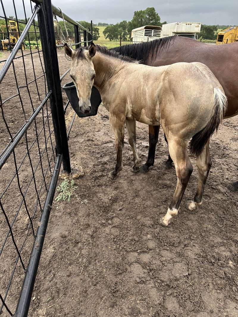AQHA 2025 Buckskin Colt