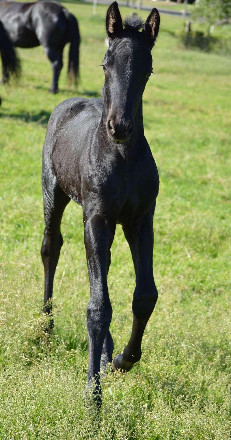 Full Friesian Filly