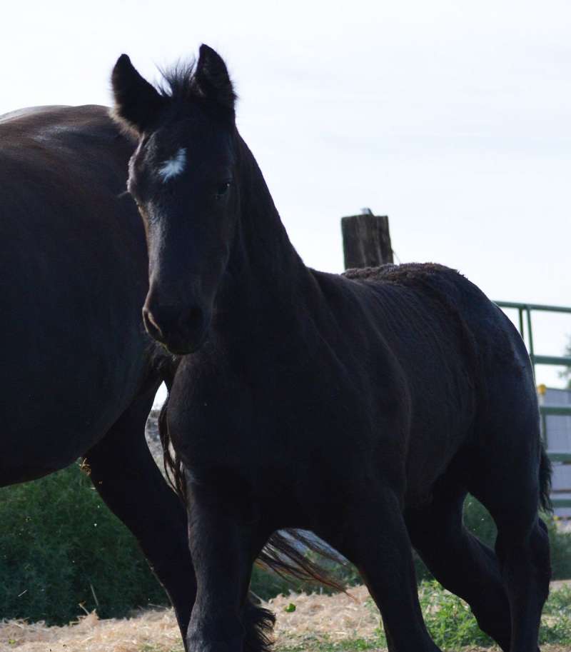 100% Friesian Colt