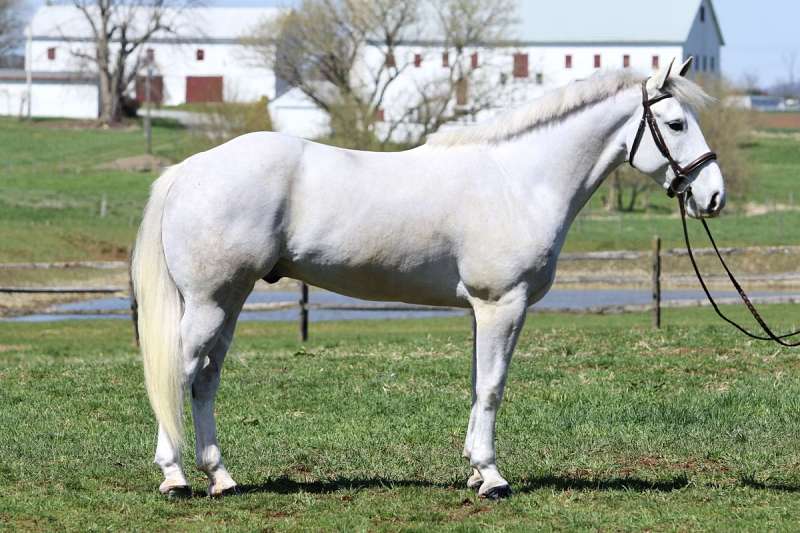 This Big Grey Boy Can Do It All!