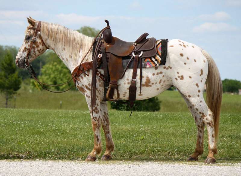 This Leopard Appaloosa Mare is a Ranch and Trail Horse Deluxe!