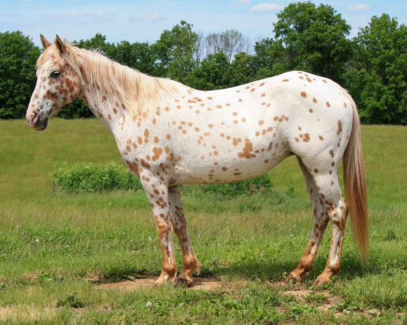 This Leopard Appaloosa Mare is a Ranch and Trail Horse Deluxe!