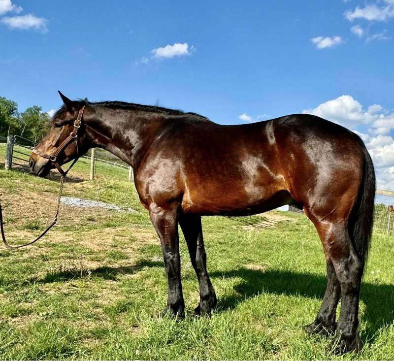 This Big Bay Gelding is a Jack of All Trades!
