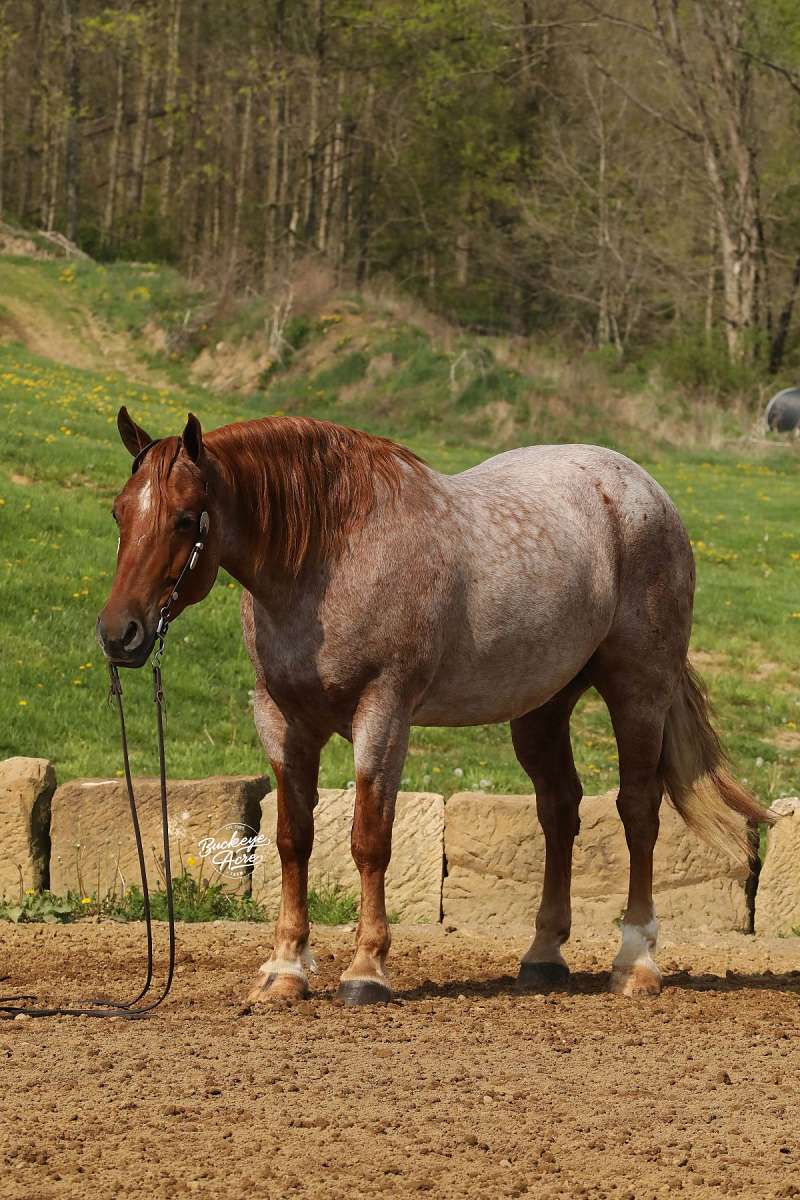 5 Years Old, This Draft Cross Gelding Stands a Strong and Sturdy 16.2 Hand
