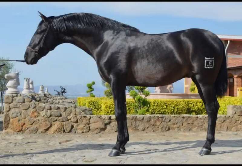 Coloso is a Gorgeous Black Andalusian