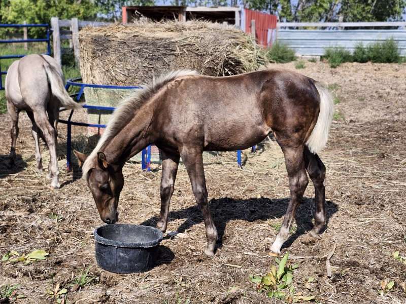 2025 AQHA Dark Bay Silver Filly