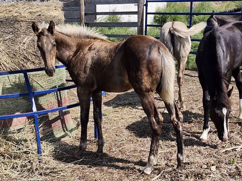 2025 AQHA Dark Bay Silver Filly