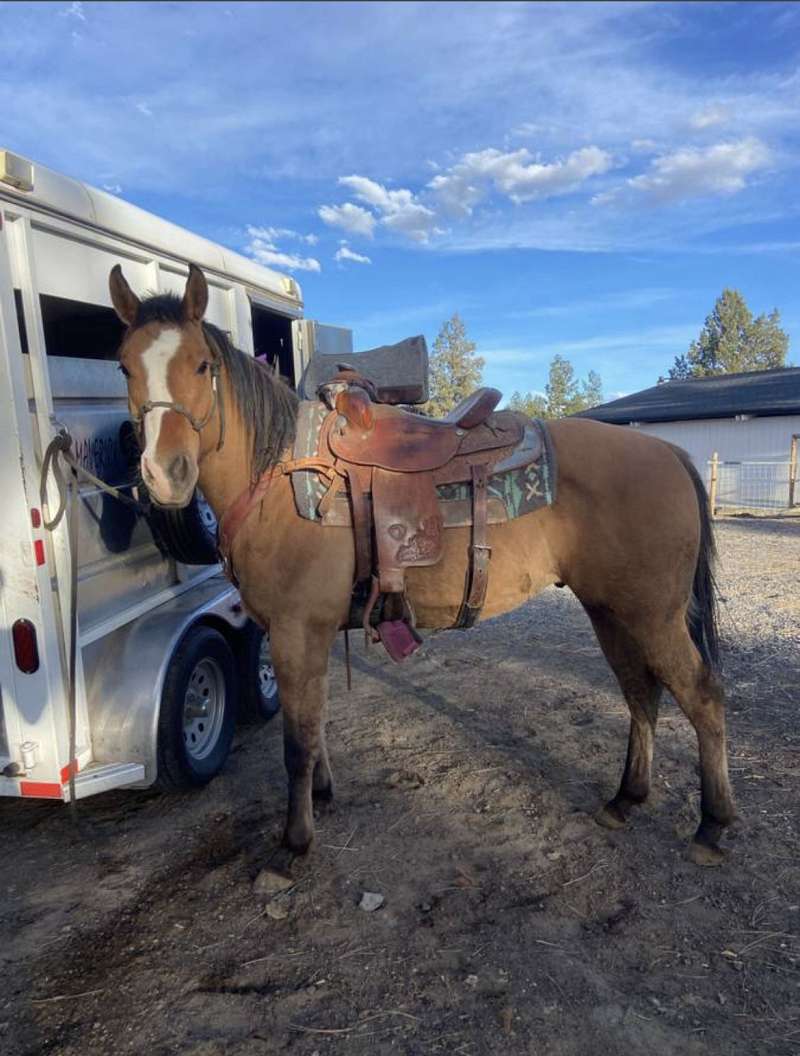 AQHA Gelding