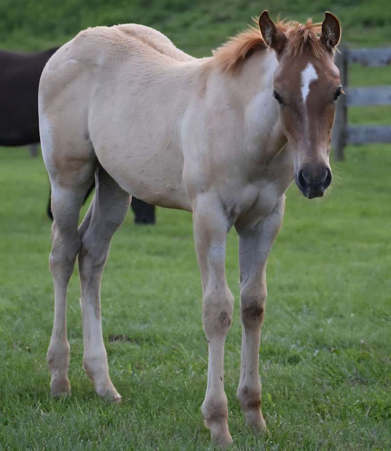 AQHA Red Dun Roan Filly Running Cow Cross. Versatility