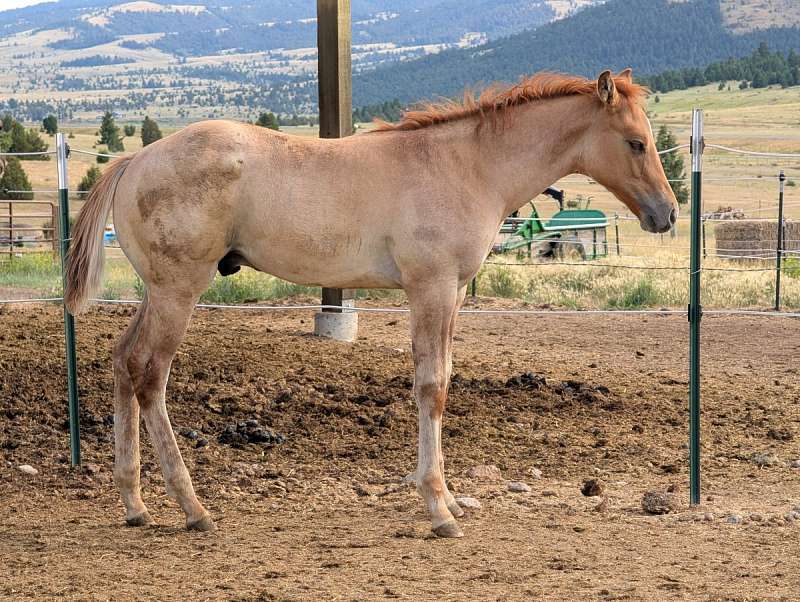 2025 AQHA Red Dun Roan Stallion