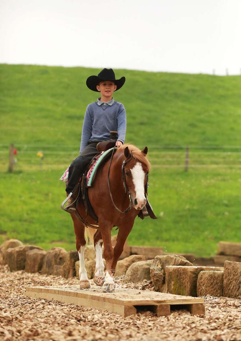 Ringo a 8 Yr 46in Sorrel Pony Gelding| Kid Safe | Beginner Safe