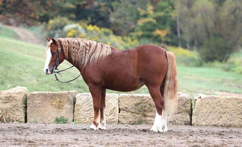 Ringo a 8 Yr 46in Sorrel Pony Gelding| Kid Safe | Beginner Safe