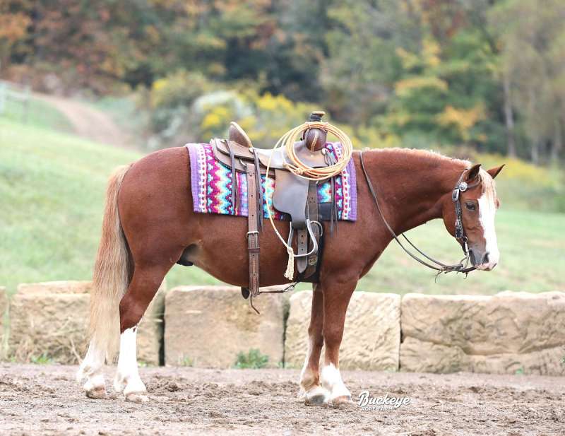 Ringo a 8 Yr 46in Sorrel Pony Gelding| Kid Safe | Beginner Safe