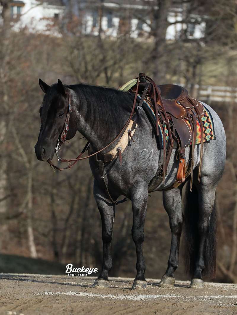 This 2020 AQHA Blue Roan Gelding 15.1 Hands and is the Complete Package