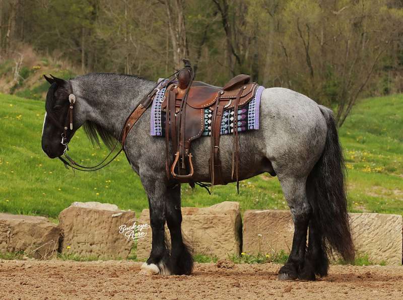 5-Year-Old Blue Roan Gypsy Cross Gelding Standing At 14.1 Hands Tall