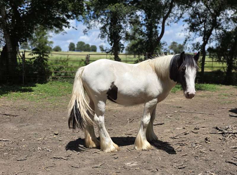 2024 Colt by Sd Empire Blue Eyes