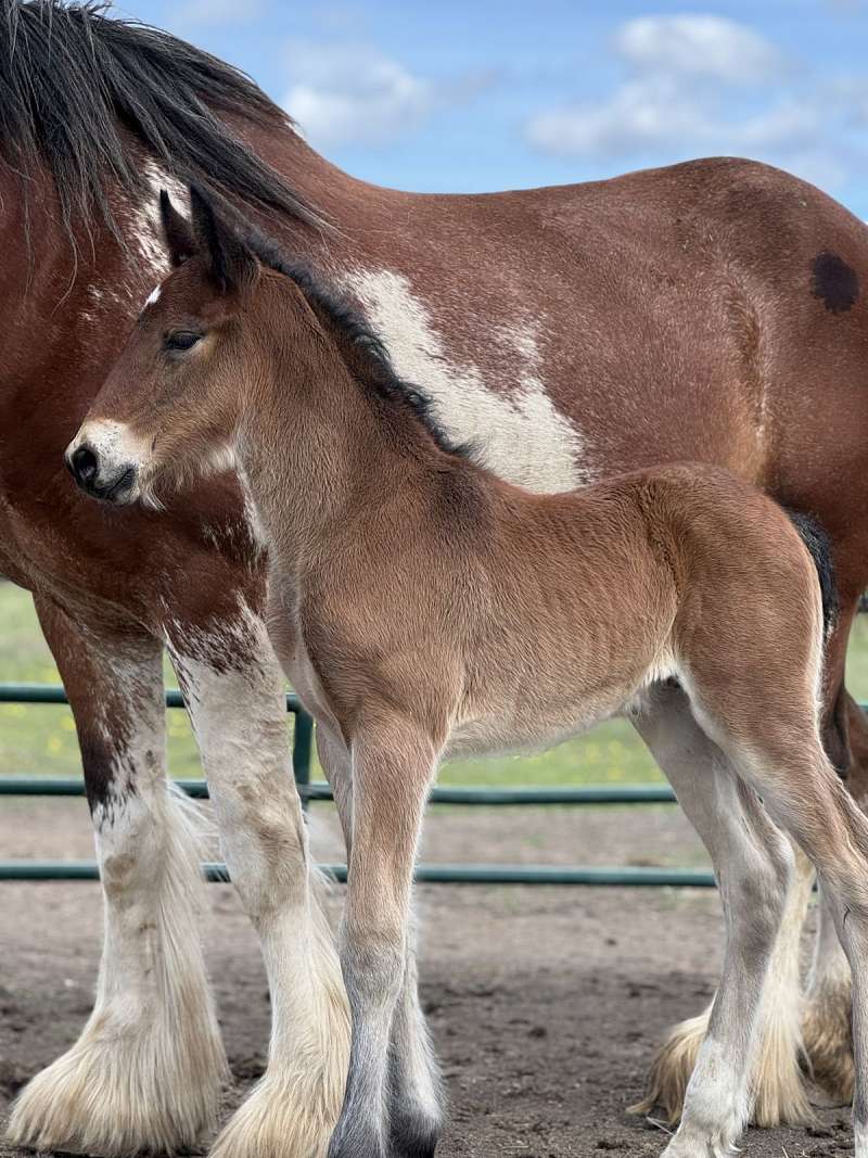 2025 Friesdale (Friesian X Clydesdale)