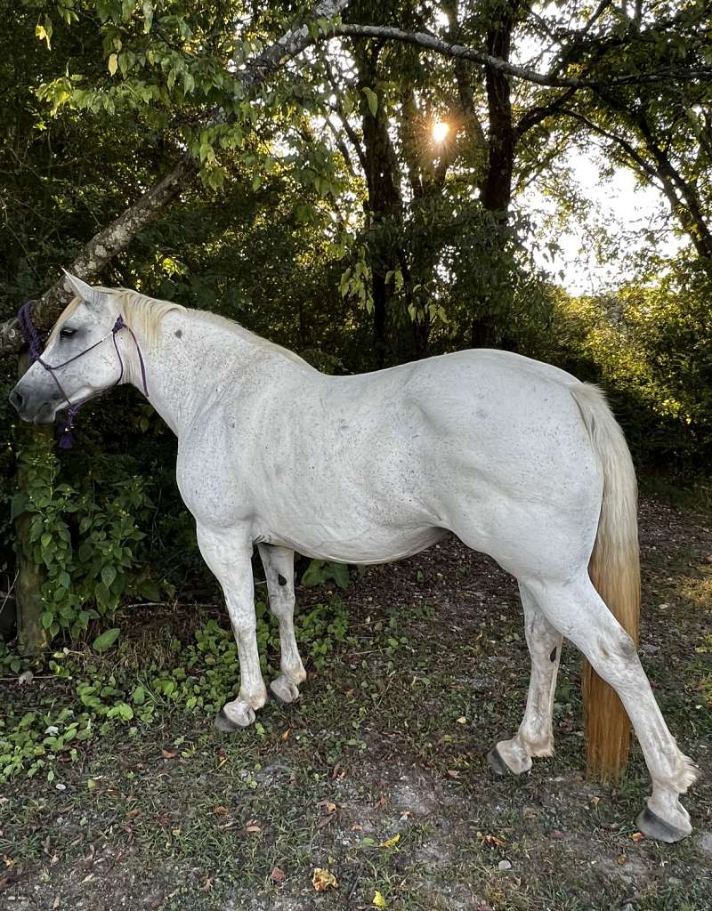 Shelby - Grey Draft Cross Mare