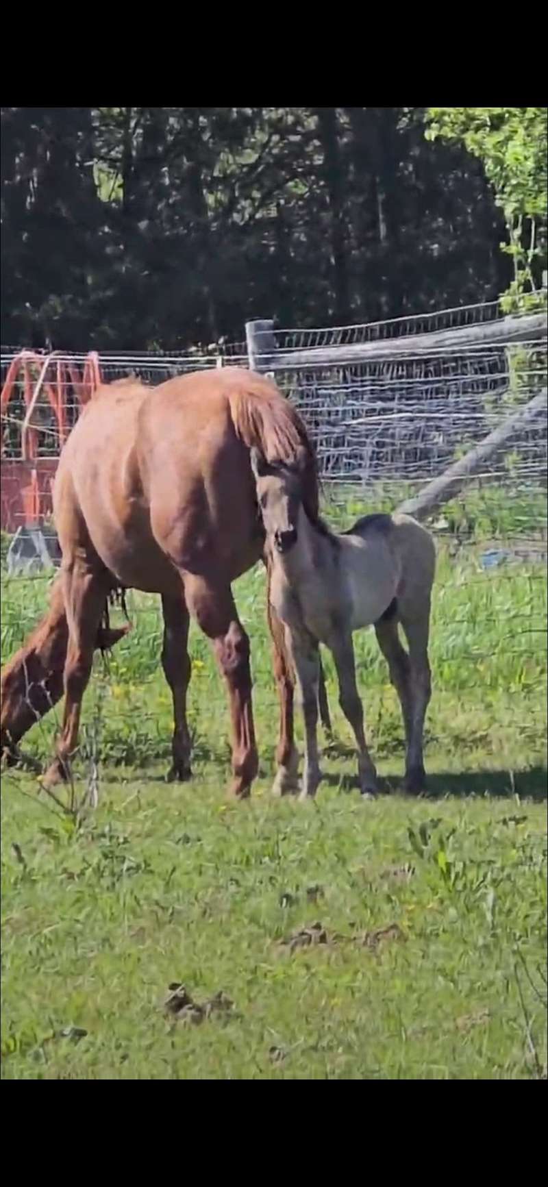 Colt,Quarter Horse, Gunner Dun It Again
