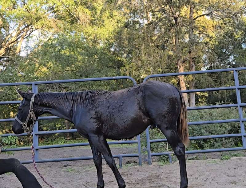 Colt,Quarter Horse, Gunner Dun It Again