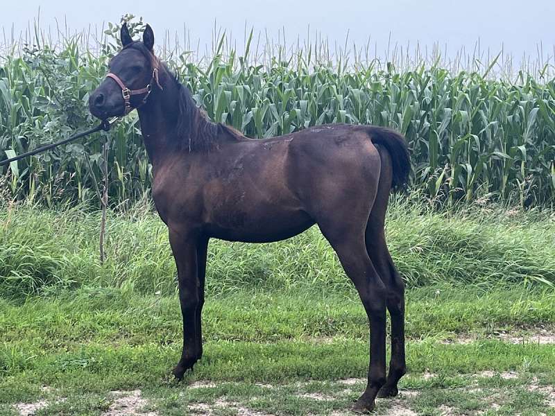 Black Arabian Yearling Stallion