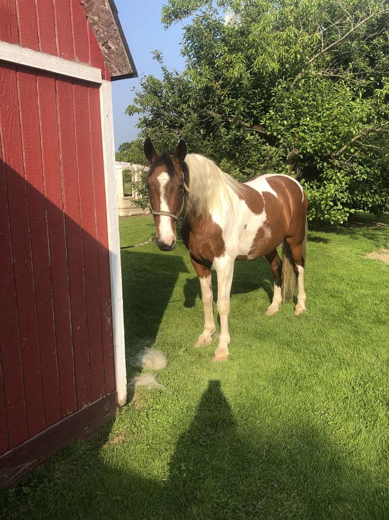 Quarter Horse Gelding