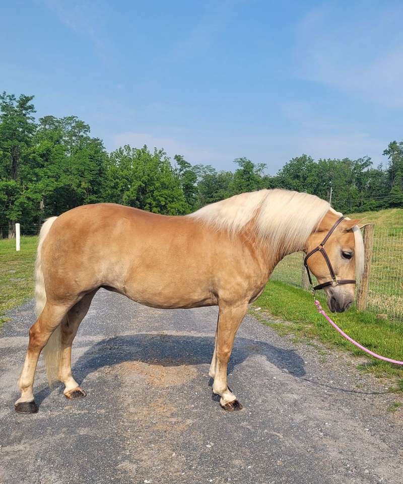 Gentle Beginner Broke Mare