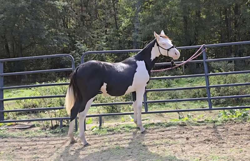 Colt, Stud, Stallion, Horse, Gunner, Black