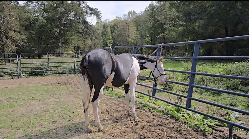 Colt, Stud, Stallion, Horse, Gunner, Black