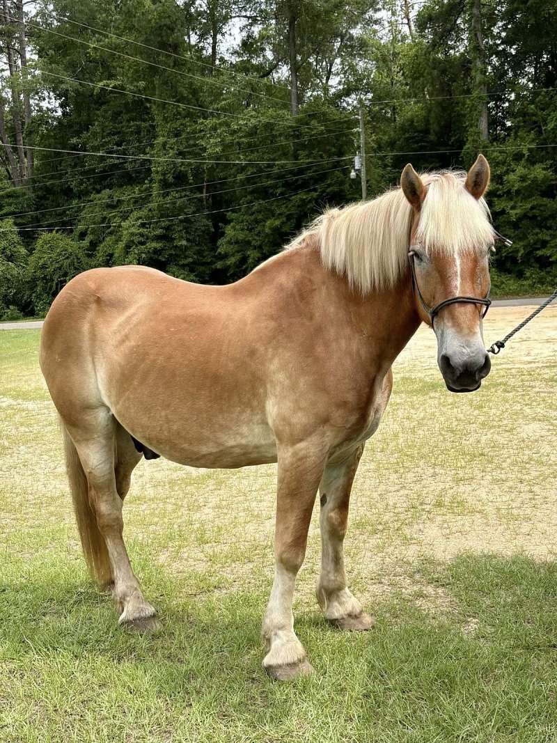 Gentle Giant, Game for Anything