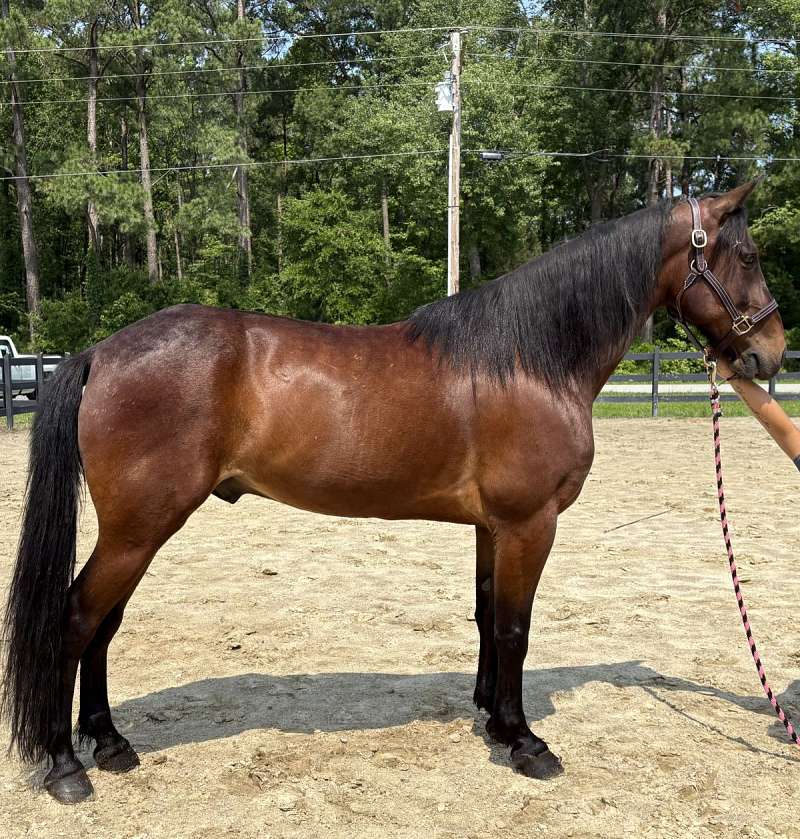 Gentle Gaited Gelding