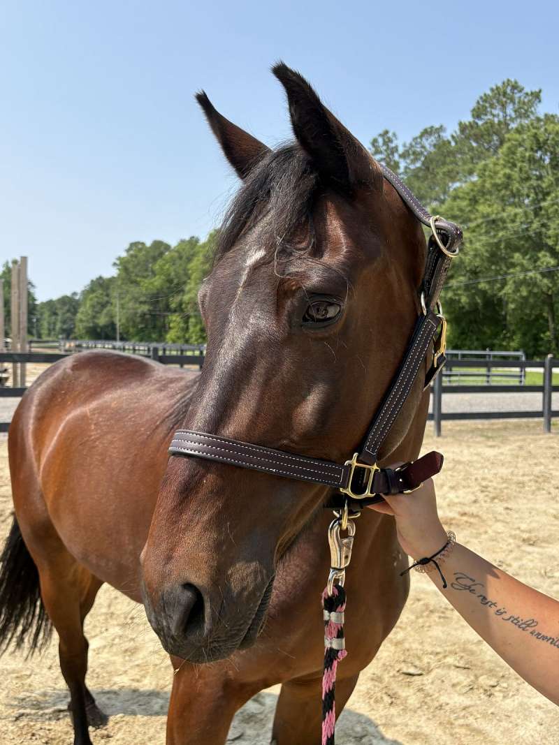 Gentle Gaited Gelding