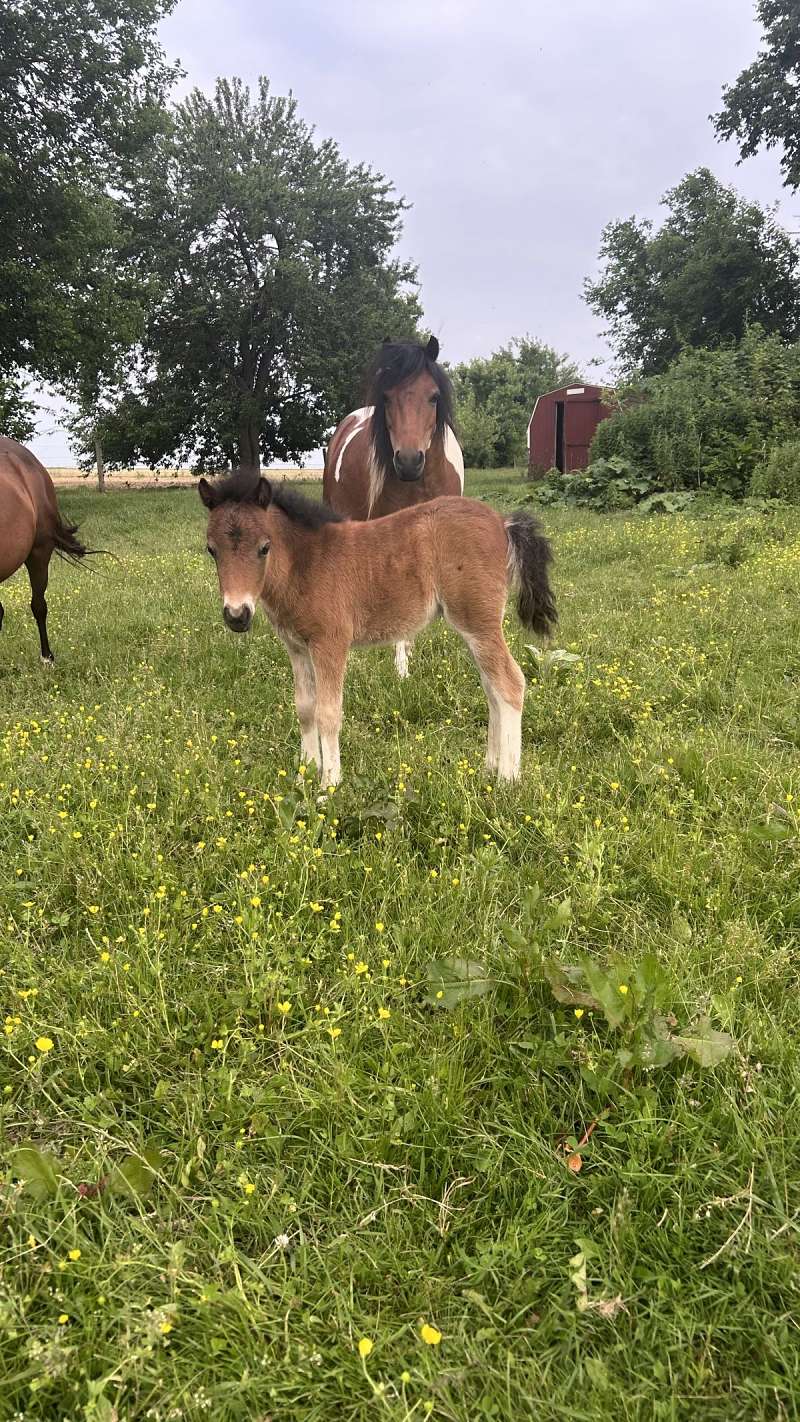 Brielle, Beautiful Filly for Sale
