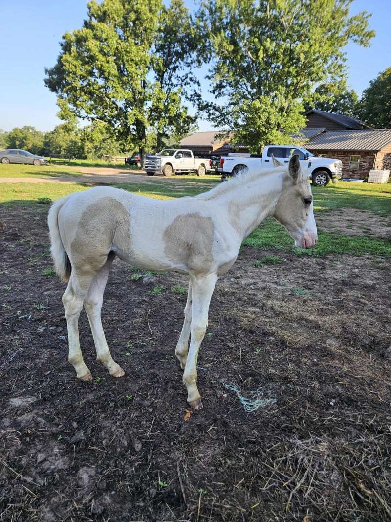 Gorgeous Spotted Draft Cross Filly