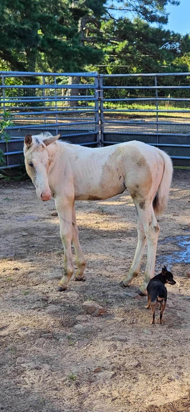 Gorgeous Spotted Draft Cross Filly