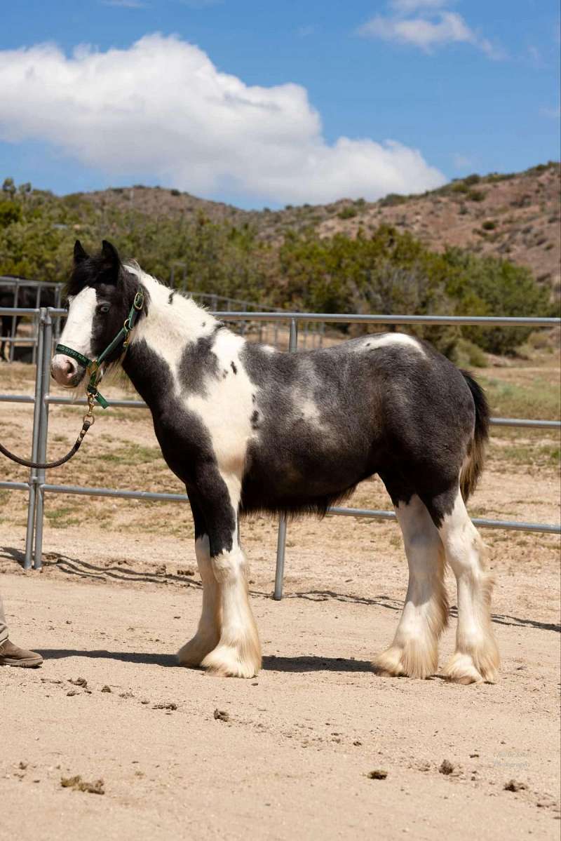 Gypsy Colt Stunning