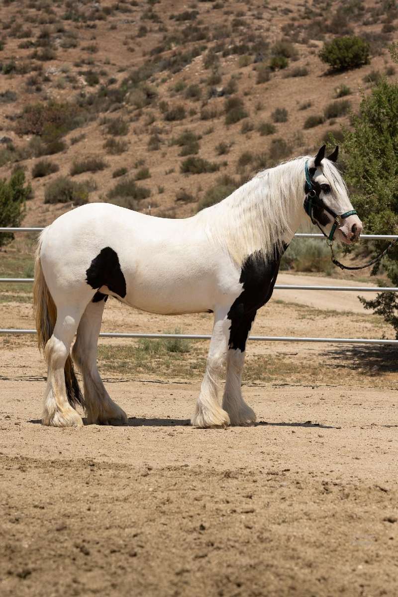 Gypsy Vanner Mare Flashy