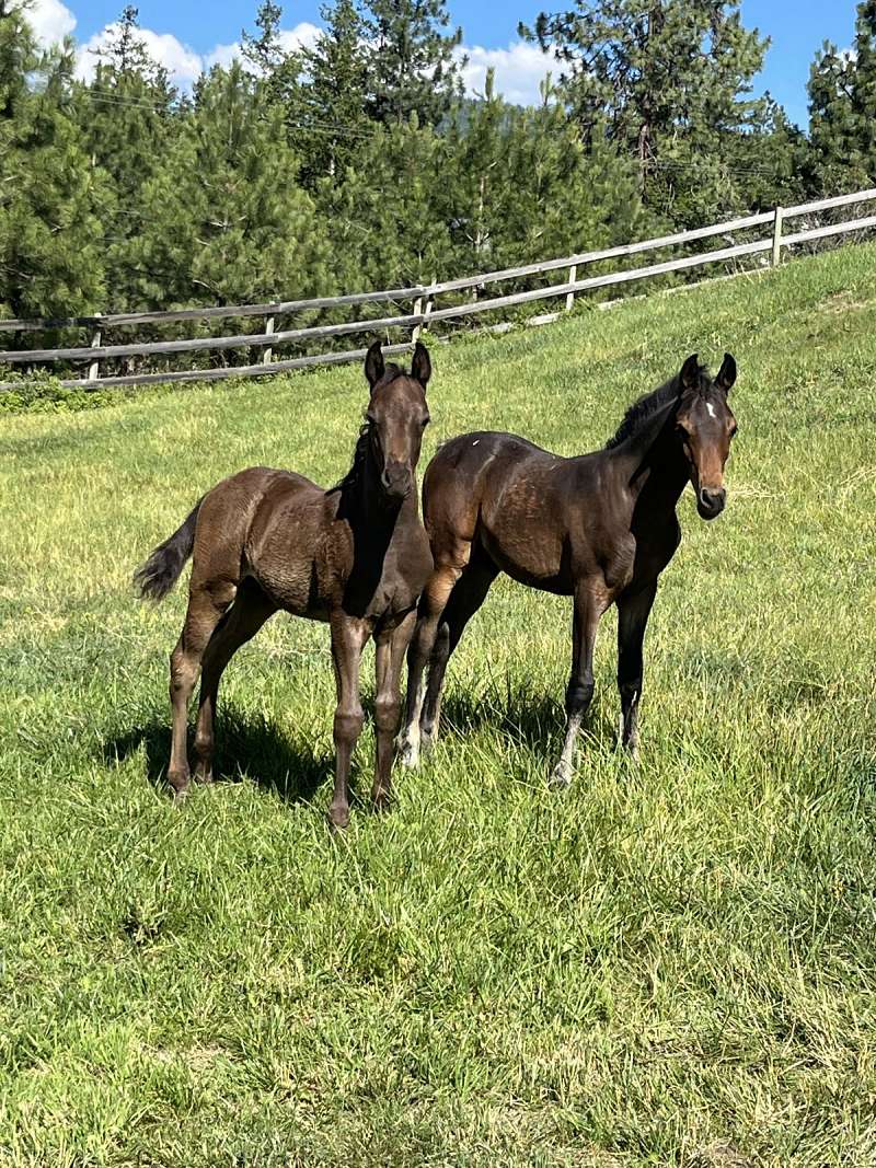 Stunning Purebred Arabian Colt