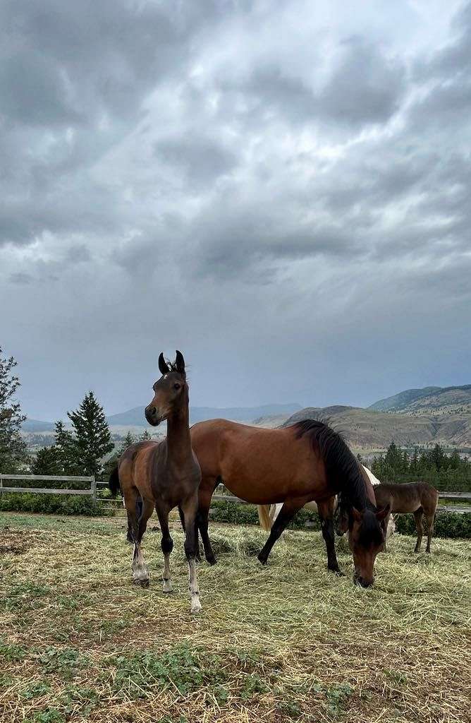 Stunning Purebred Arabian Colt