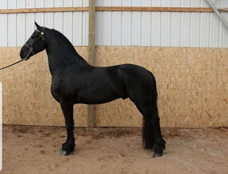 Friesian/QH Stud Colt