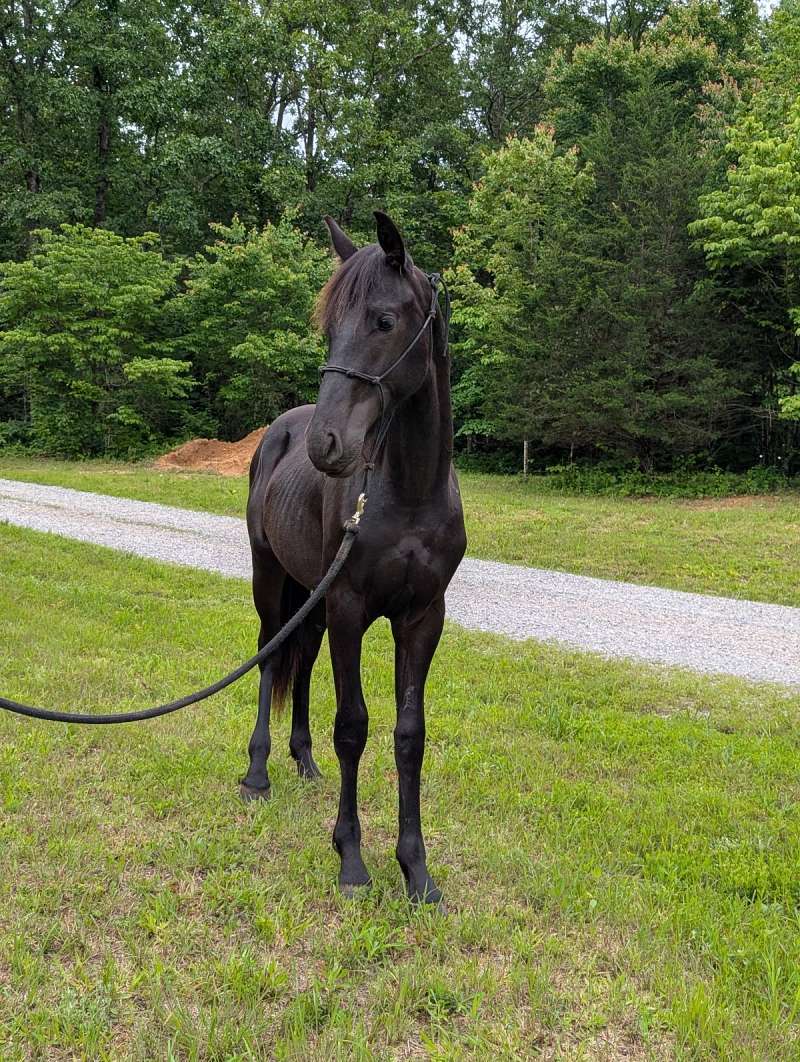Friesian/QH Stud Colt
