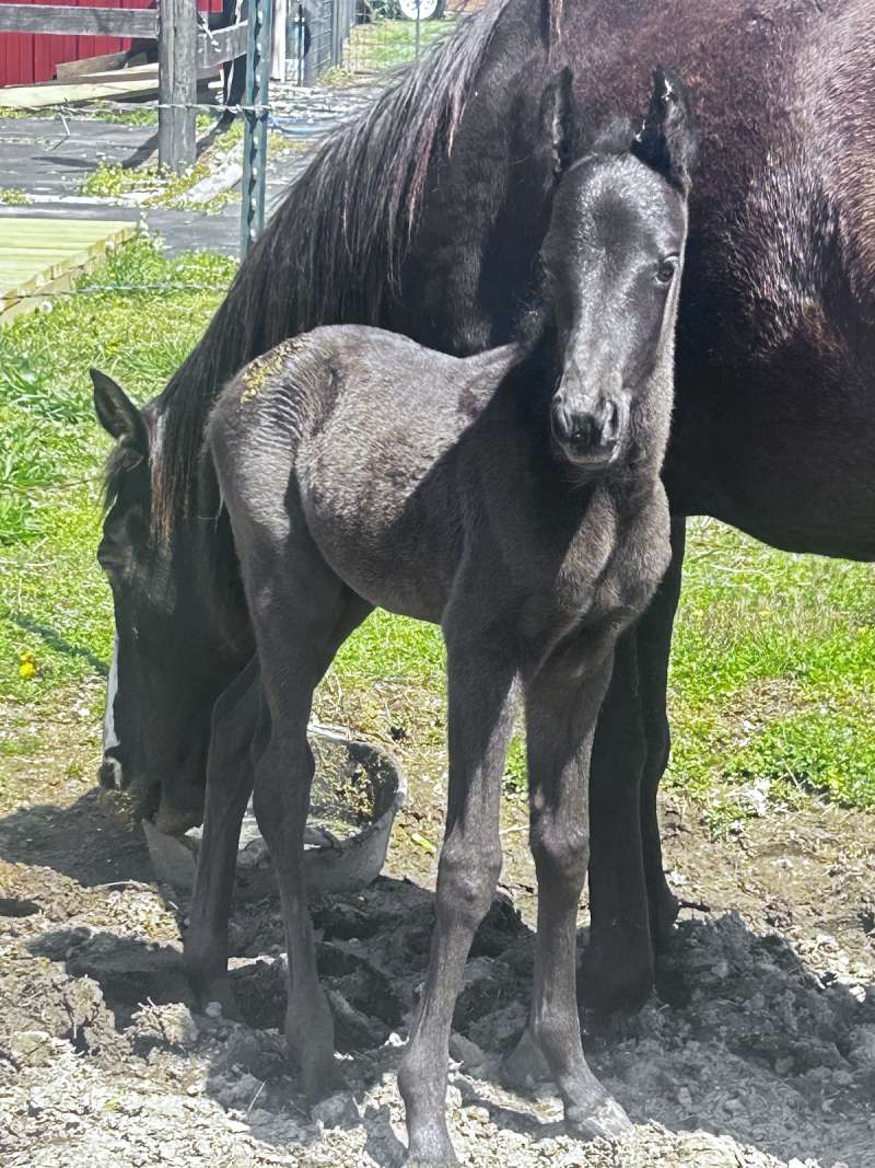 Blue Roan Stud Colt