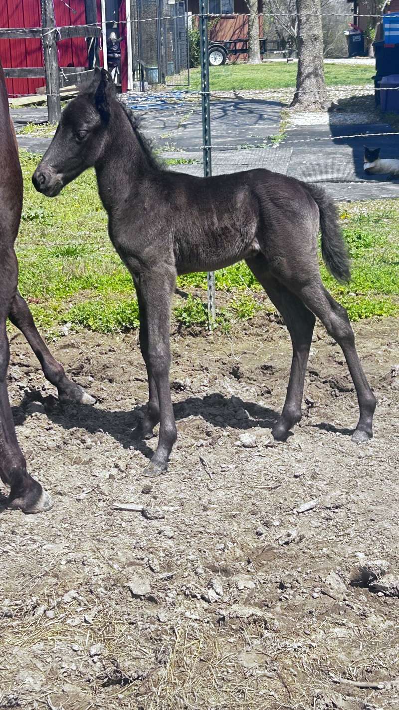 Blue Roan Stud Colt