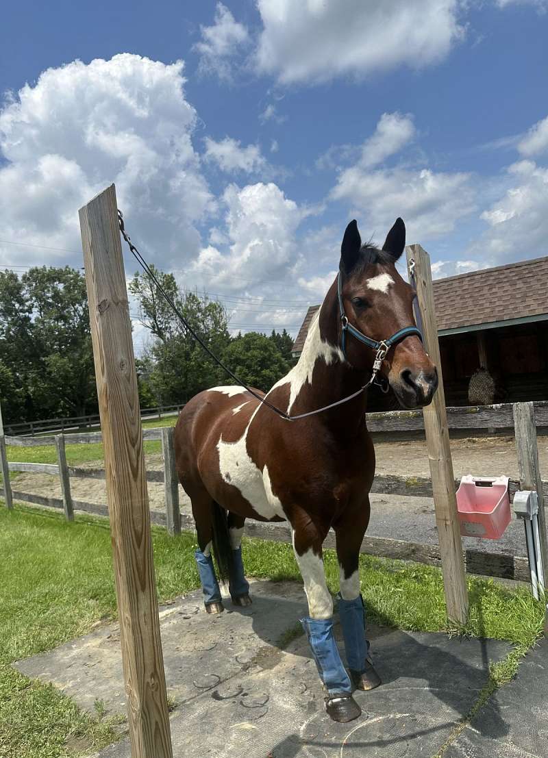 On Site Horse for Lease