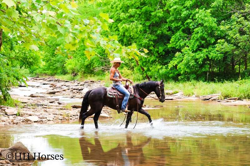 Really Obedient, Handsome Registered Black Morgan Gelding, Rides Nicely