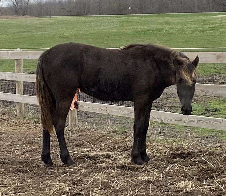 Registered Andalusian Cross Yearling Filly