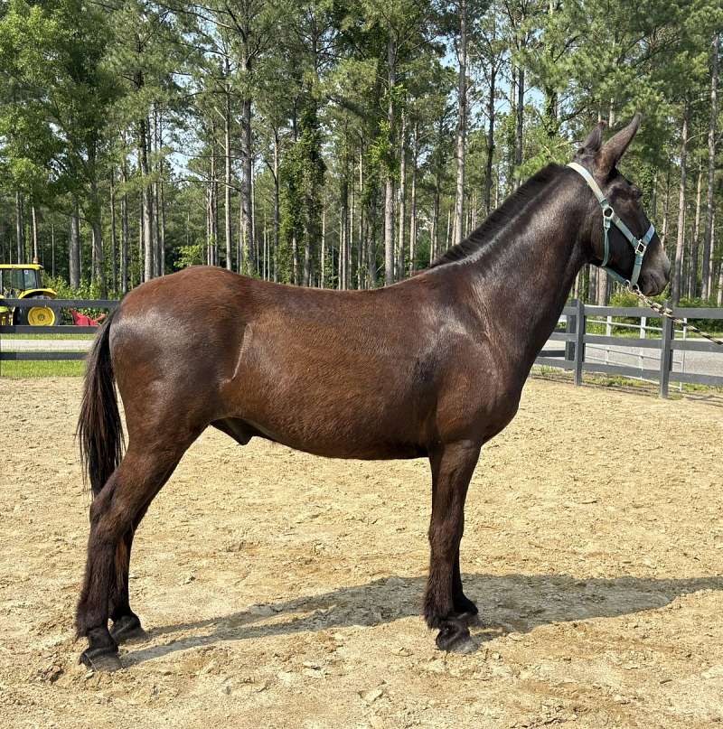 Black John Mule