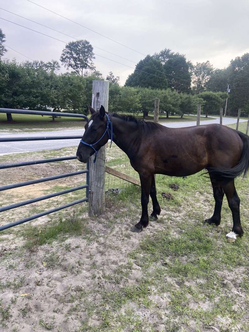 Wonderful Friesian Gelding Good Boy George