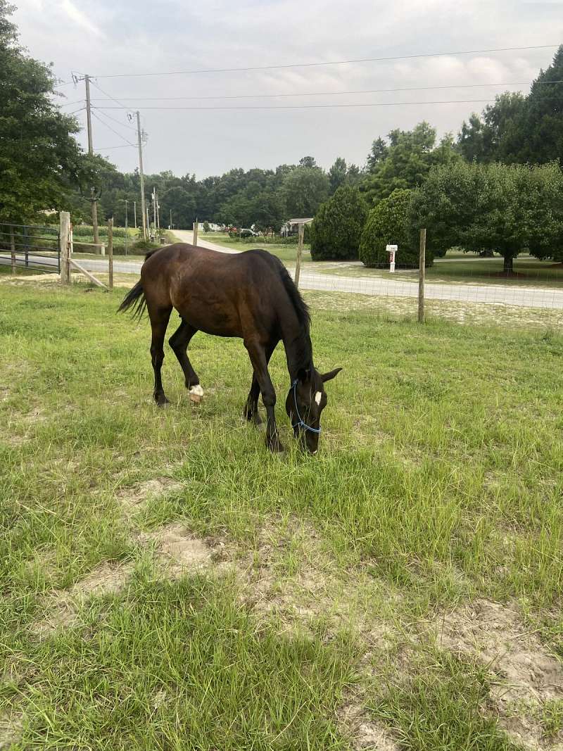 The Most Incredible Friesian Cross Gelding George