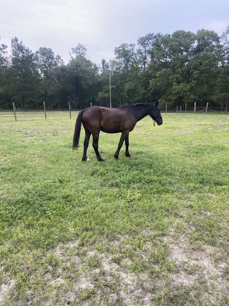 Merry Christmas a Wonderful Christmas Gift Friesian Gelding Good Boy George